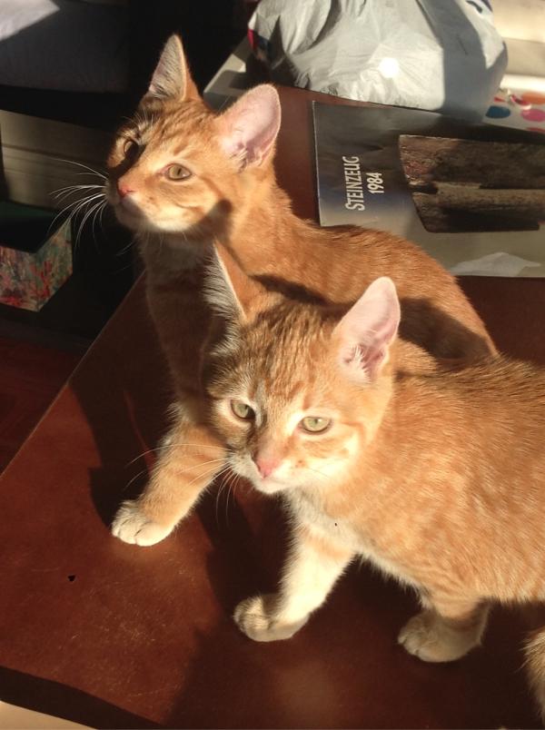 Purebred vs. Mixed Breed Cats - Advantages and Disadvantages