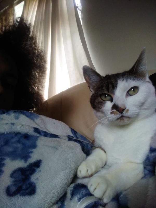 My Cat's Stomach Is Bloated and Hard - Cat Hard Belly Causes