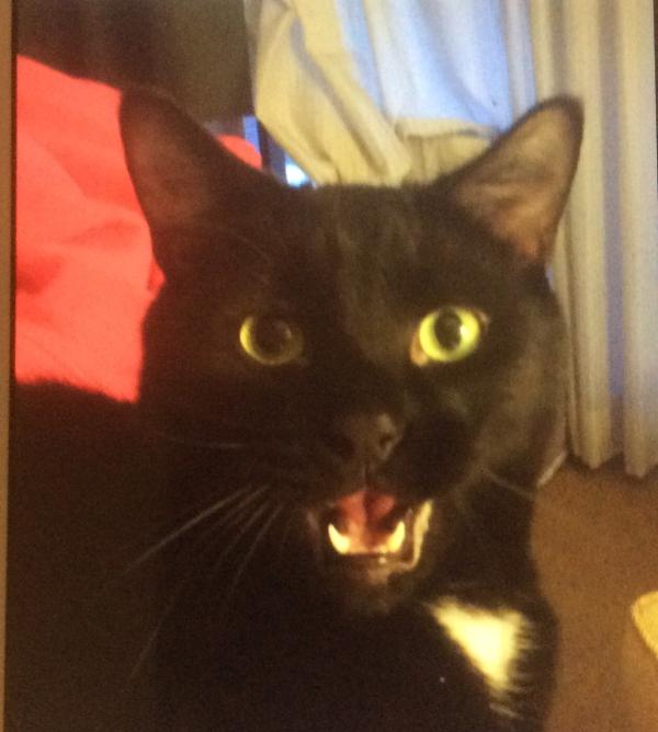 Bombay Cat: traits, pictures and videos