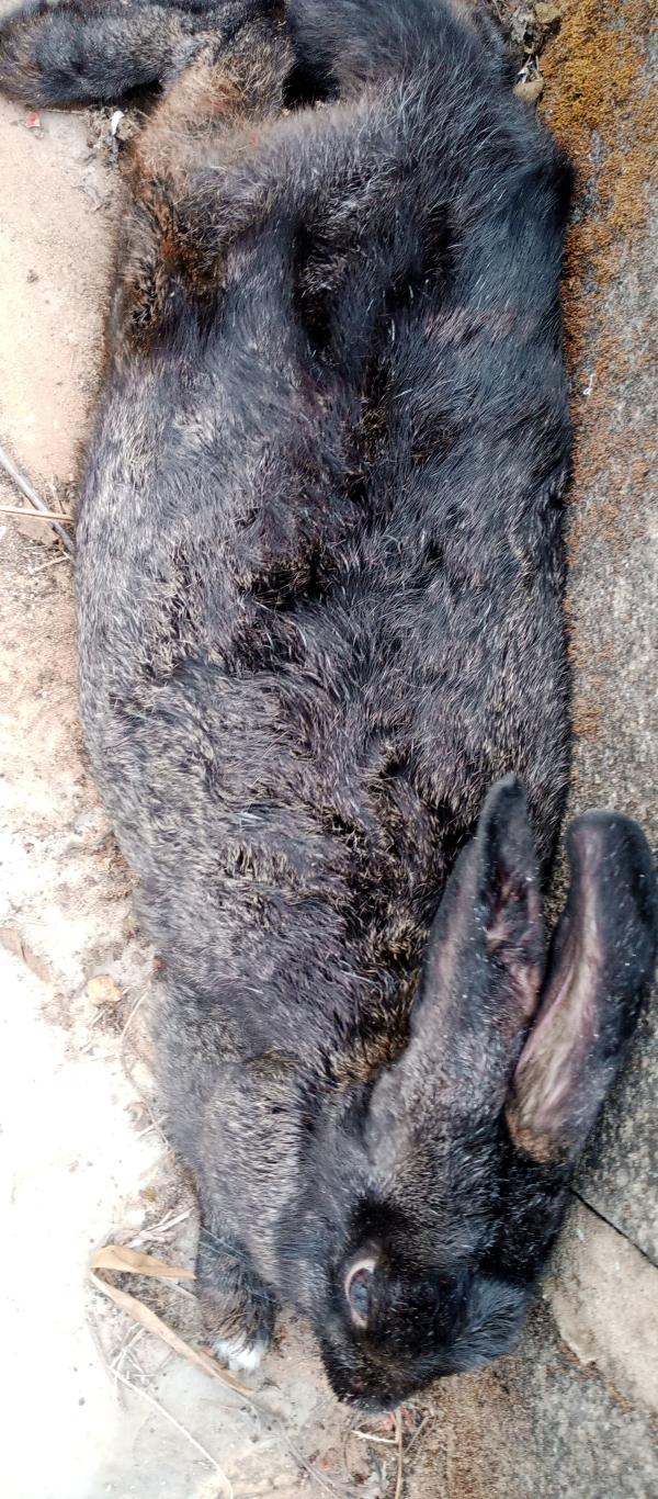 My Rabbit Is Losing Fur - Alopecia in Rabbits Causes and Treatment