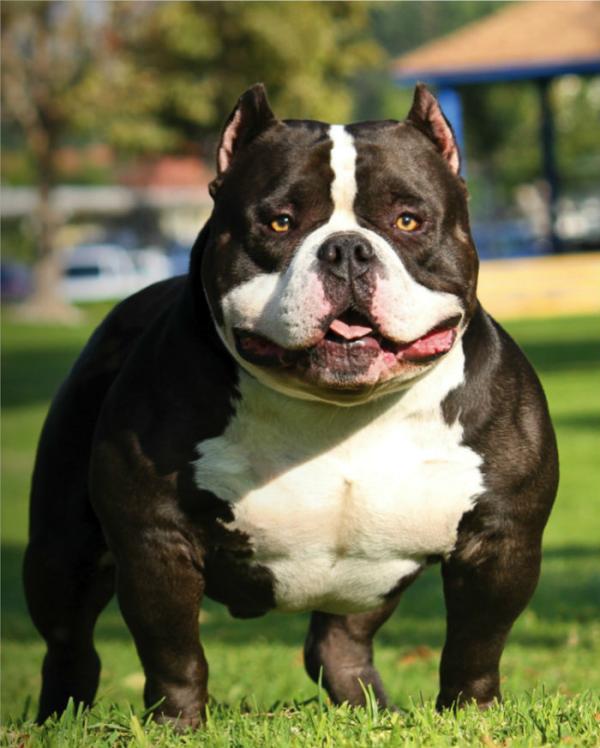 The 10 Most Popular Dog Breeds in the World - With Photos!