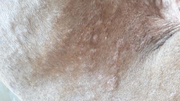 Common Skin Conditions of Shar Pei Dogs