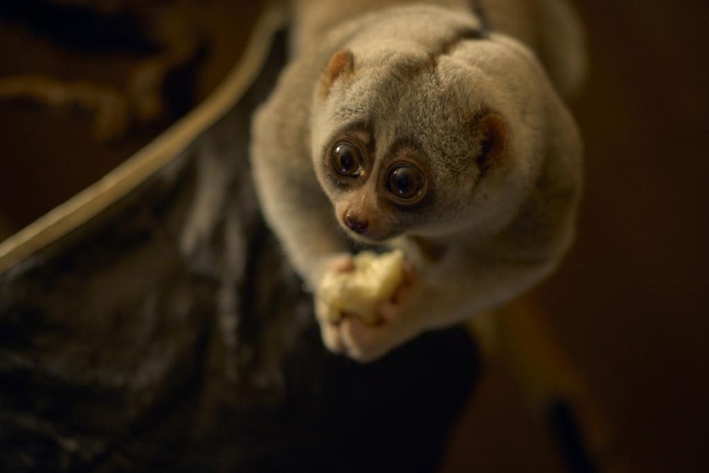 List of Big Eyed Animals - 15 of the Cutest! - with Photos