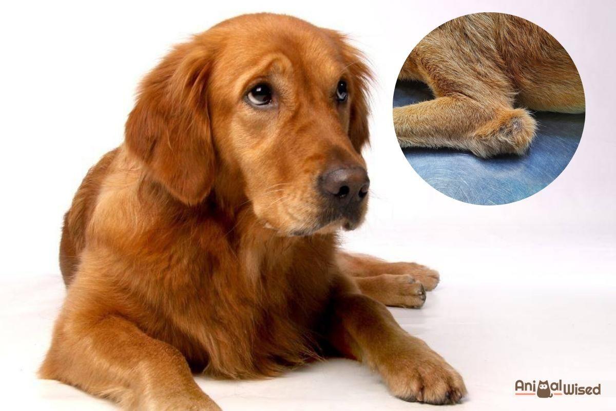 Bursitis in Dogs - Causes and Treatment of Bursa Inflammation