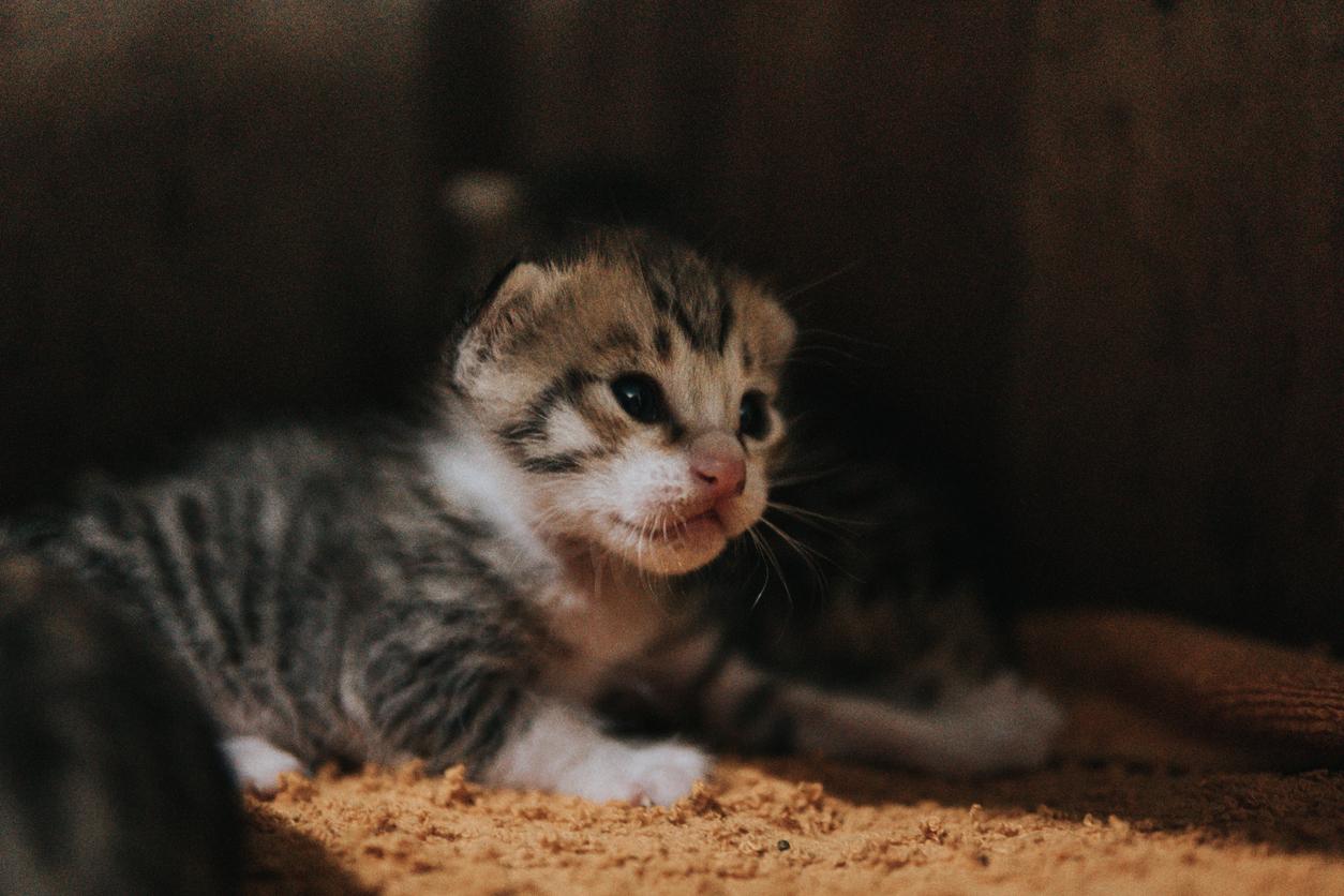 How to Care For Abandoned Kittens - Raising Orphan Cats