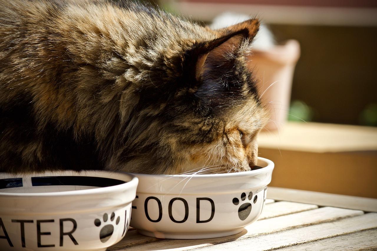 Homemade Food for Cats - Fish Recipe