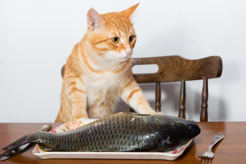 Homemade Food for Cats - Fish Recipe