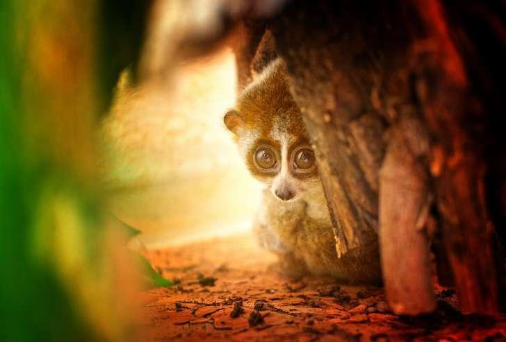 List of Big Eyed Animals - 15 of the Cutest! - with Photos