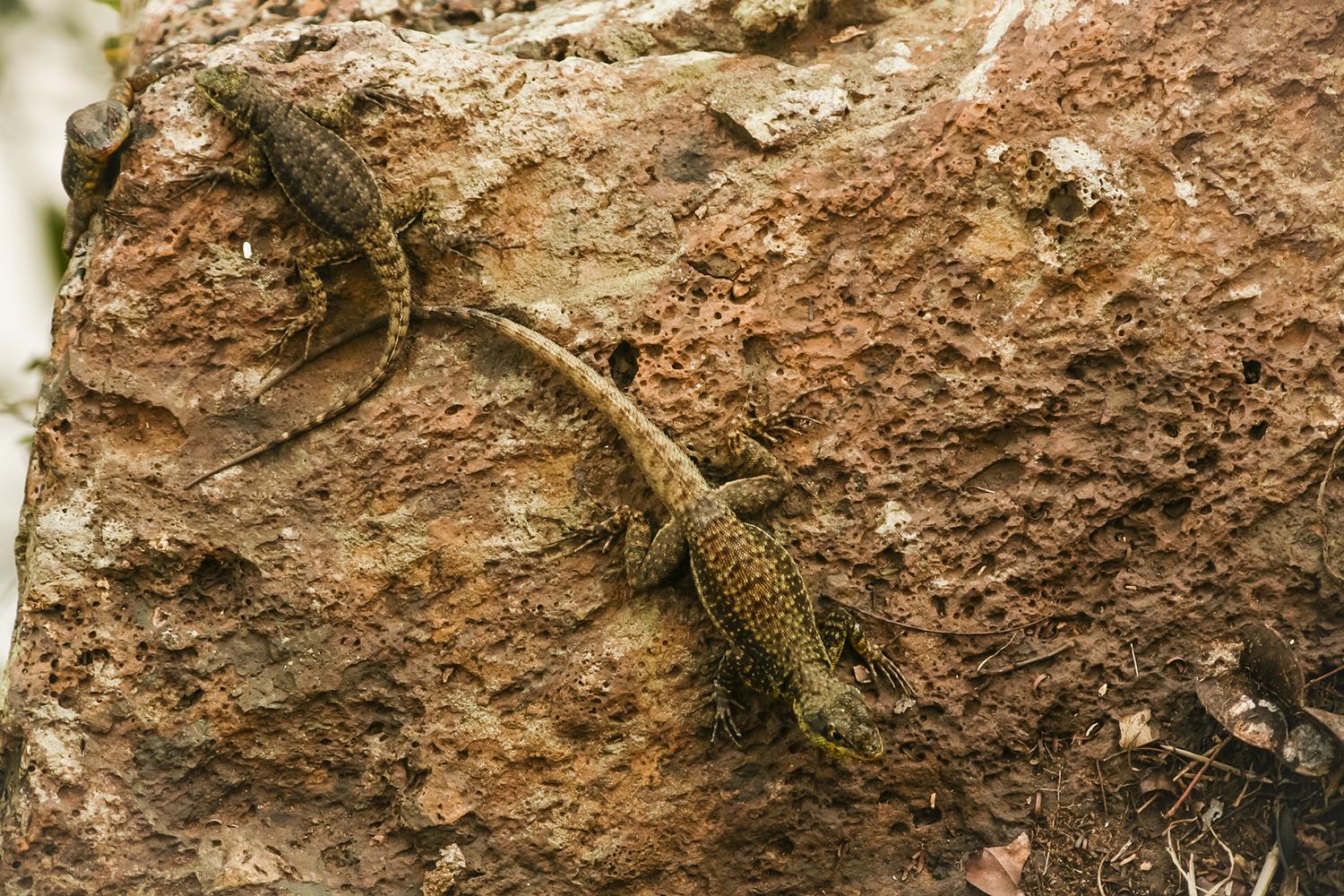 30 Animals That Live in Trees - Characteristics and Fun Facts (With Photos)