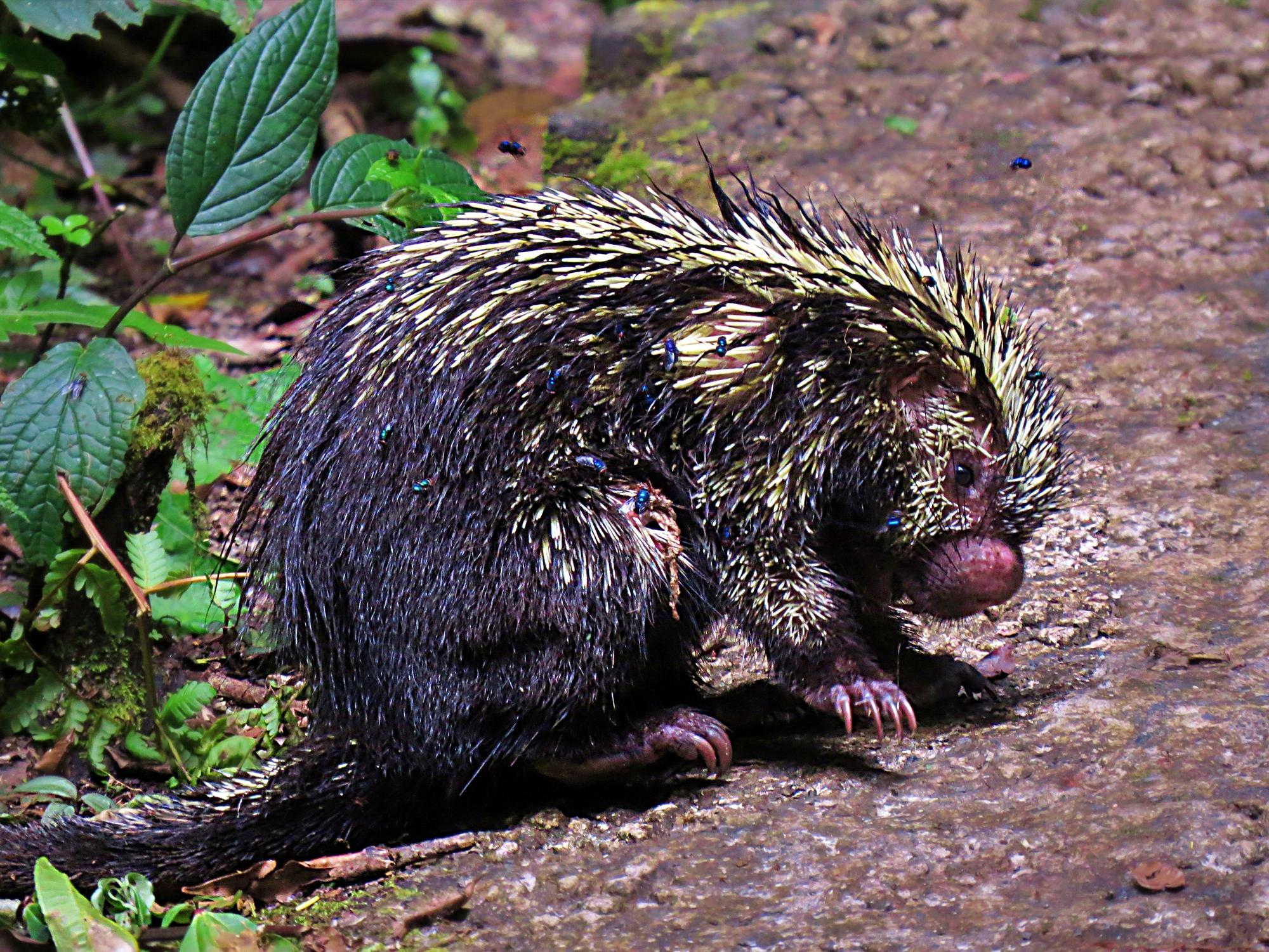 30 Animals That Live in Trees - Characteristics and Fun Facts (With Photos)