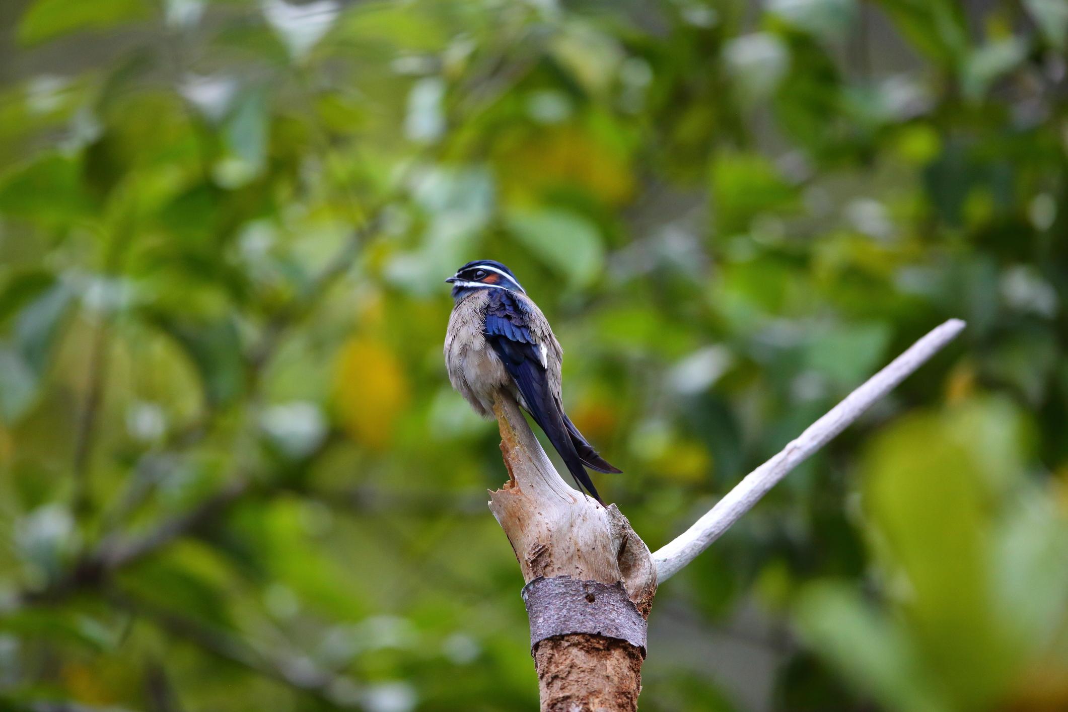 30 Animals That Live in Trees - Characteristics and Fun Facts (With Photos)