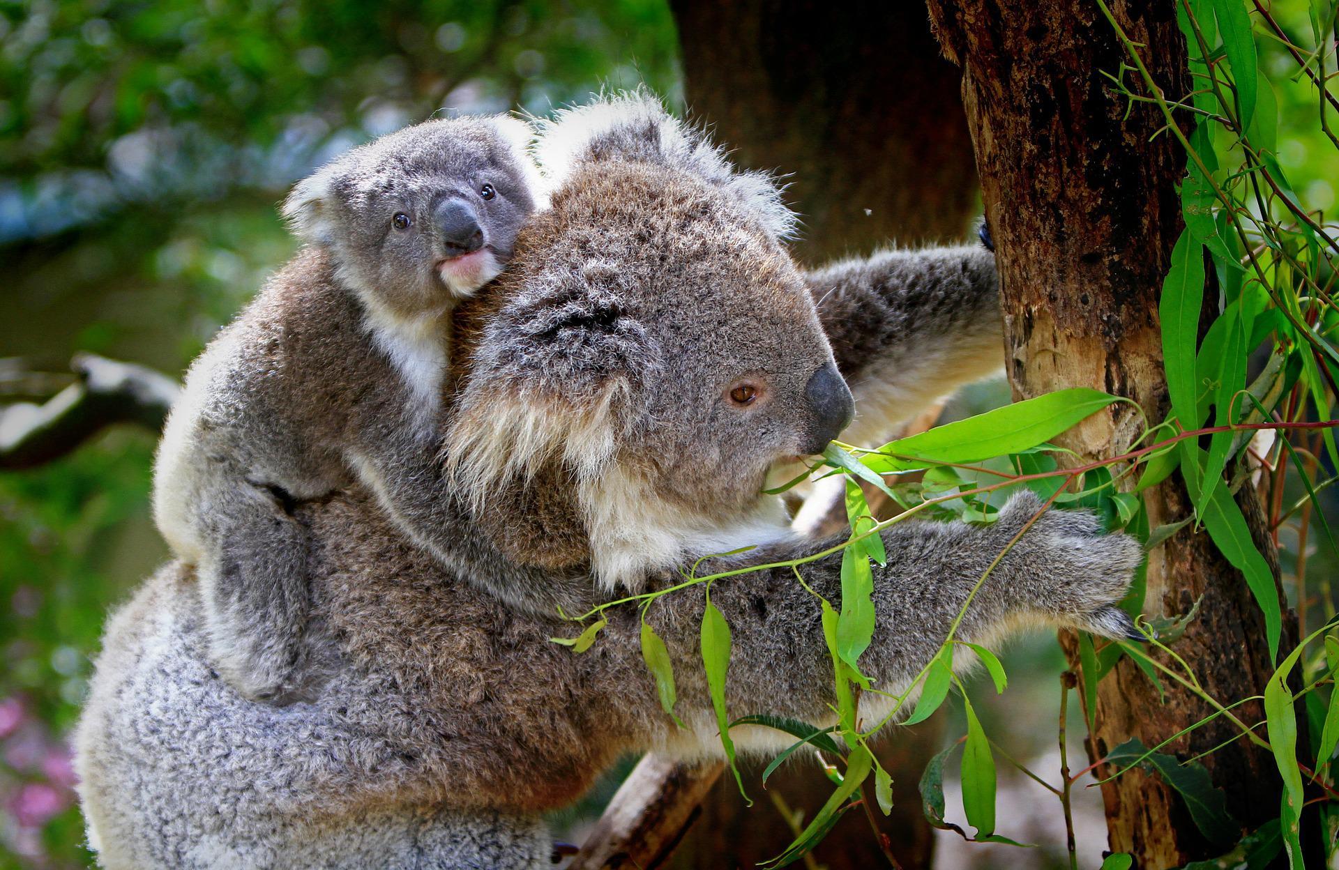 30 Animals That Live in Trees - Characteristics and Fun Facts (With Photos)