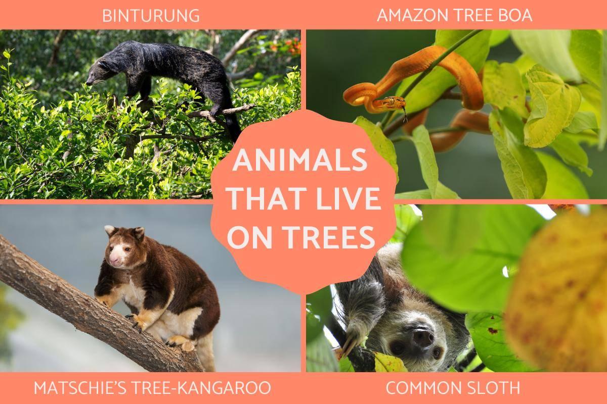 30 Animals That Live in Trees - Characteristics and Fun Facts (With Photos)