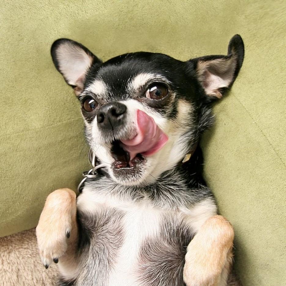 How much Food Should a Chihuahua Eat