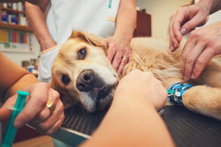 Inguinal Hernia in Dogs - Symptoms, Diagnosis And Treatment