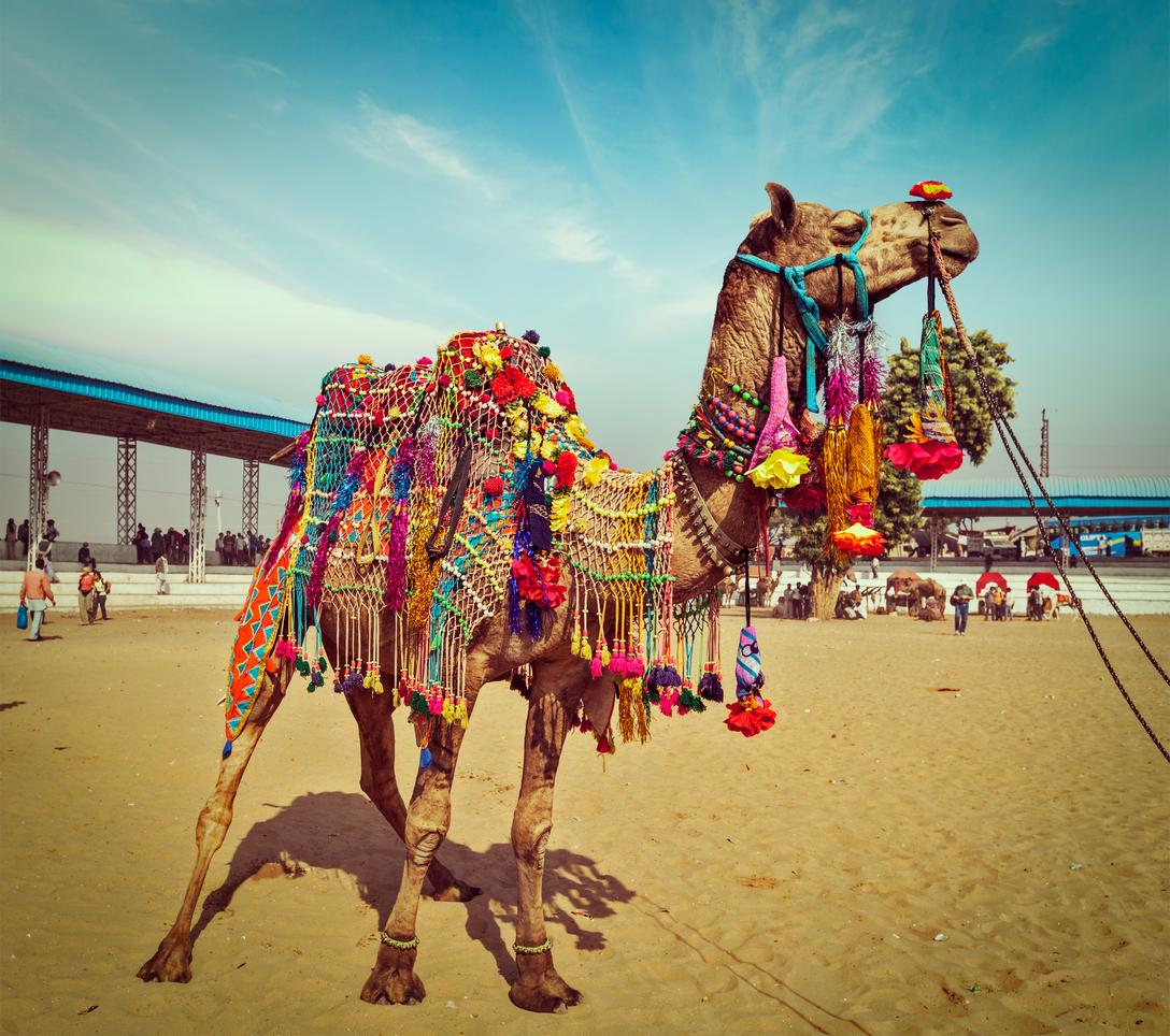 Native Animals of the Thar Desert