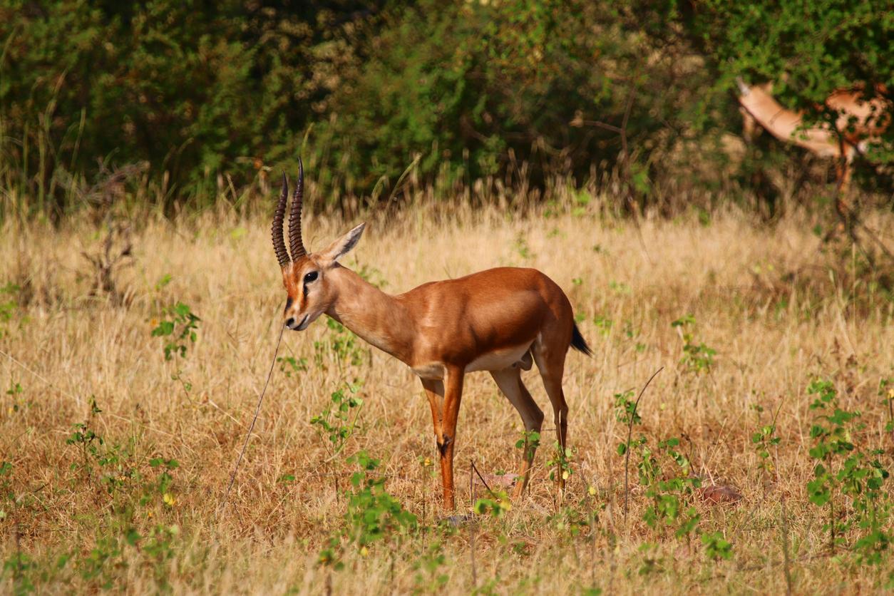 Native Animals of the Thar Desert