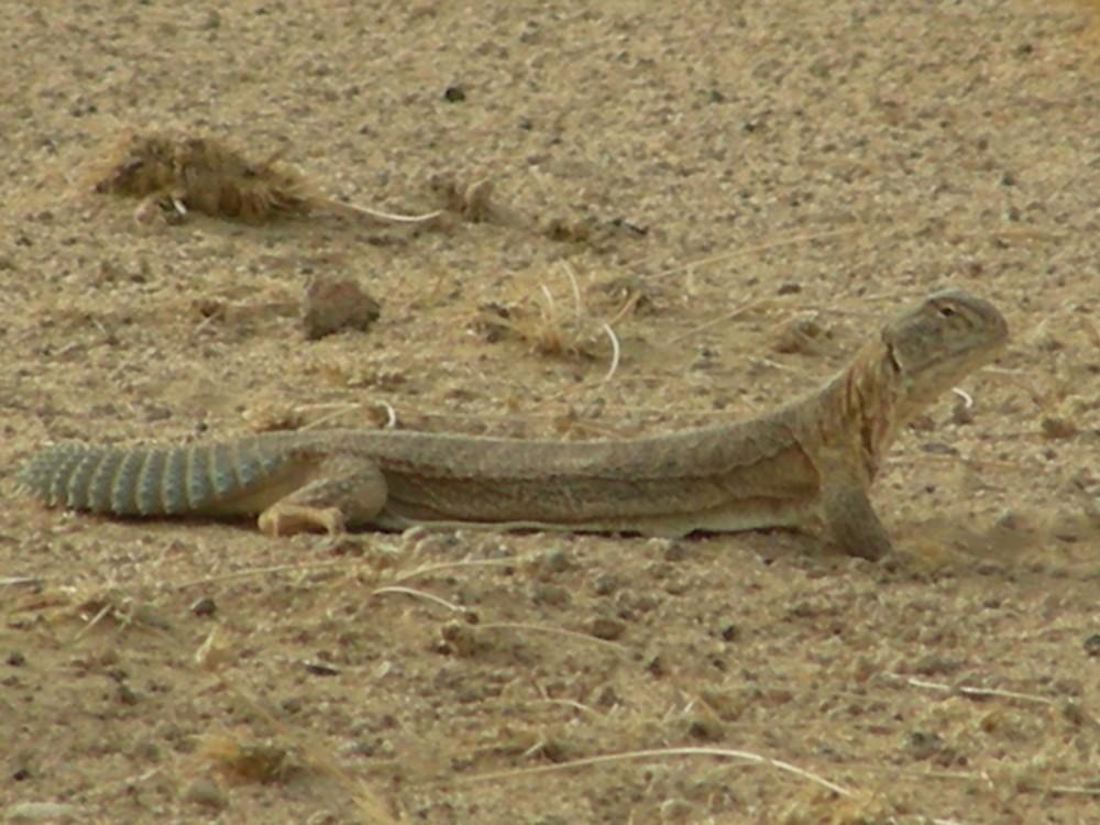 Native Animals of the Thar Desert