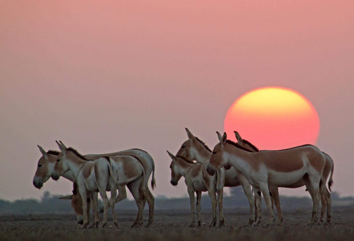 Native Animals of the Thar Desert