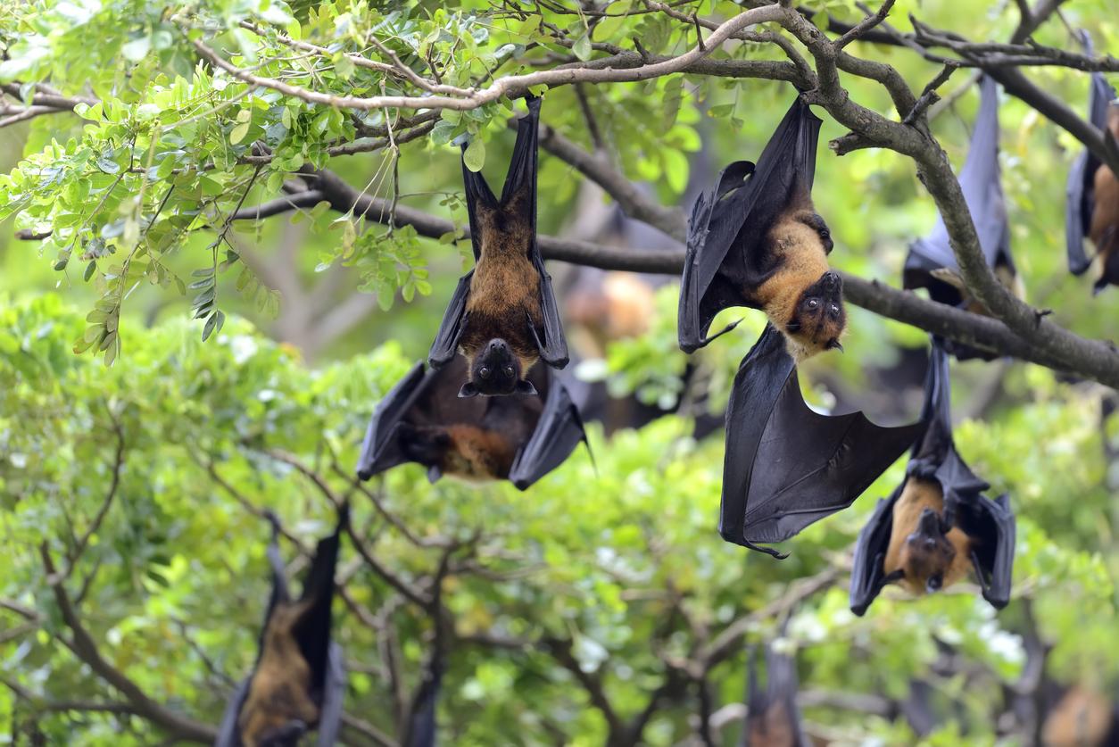 What Do Fruit Bats Eat