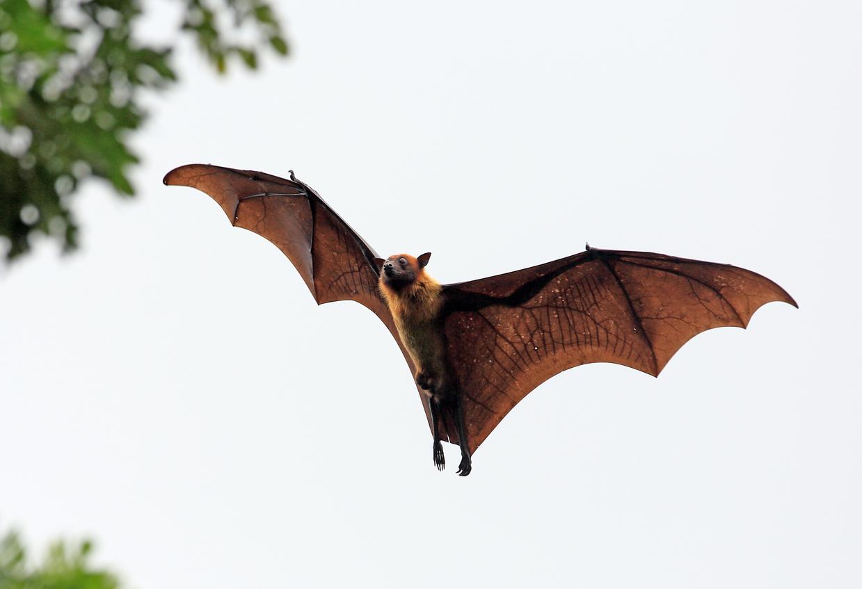 What Do Fruit Bats Eat