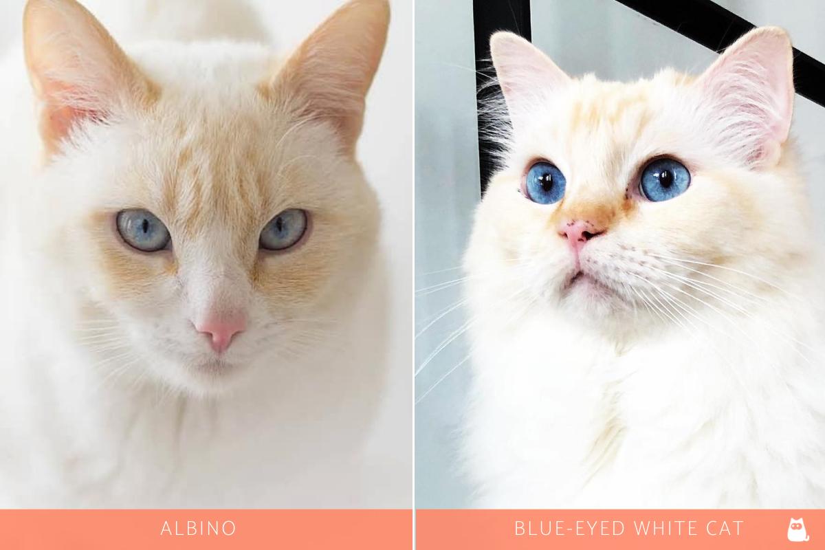 Most Common Cat Eye Color and Their Meaning - Cat Eye Colors Explained!