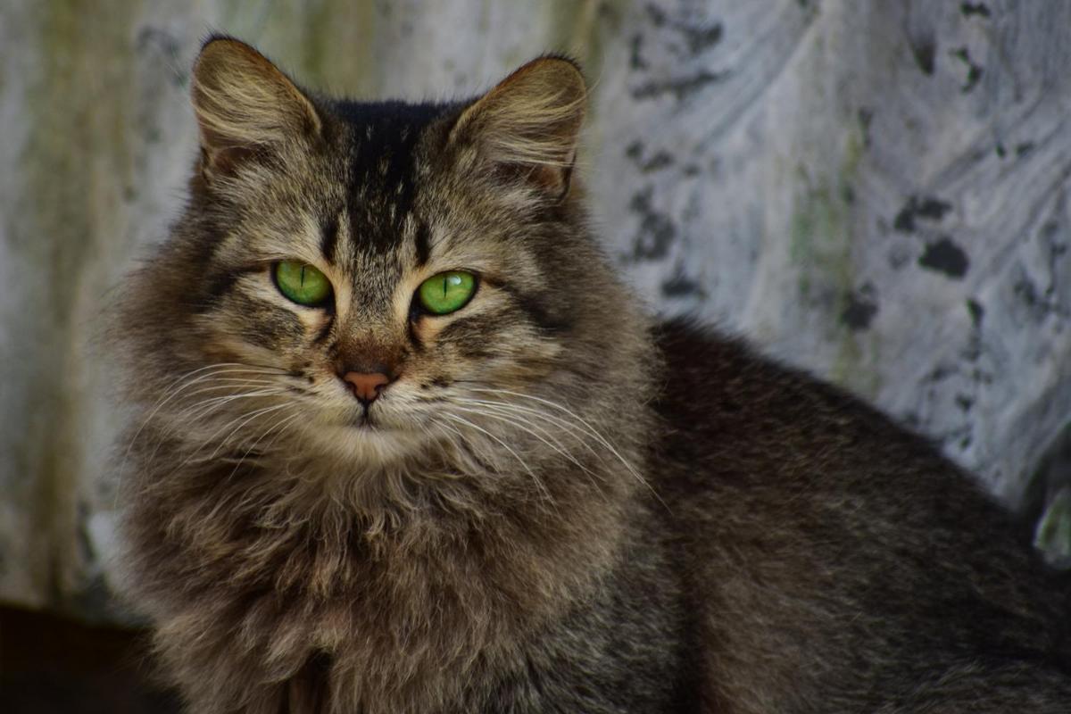 Most Common Cat Eye Color and Their Meaning - Cat Eye Colors Explained!