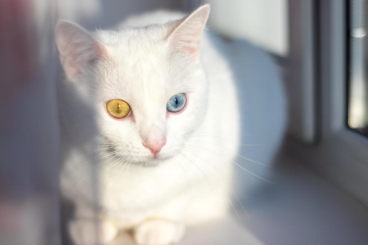 Most Common Cat Eye Color and Their Meaning - Cat Eye Colors Explained!