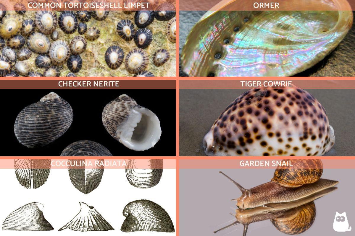 Gastropods: What They Are, Key Characteristics, Functions & Examples