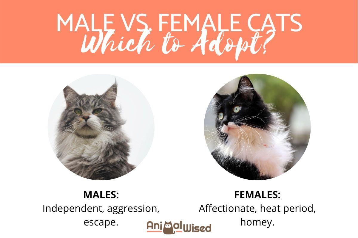 Male Vs. Female Cats - Which Should I Adopt?