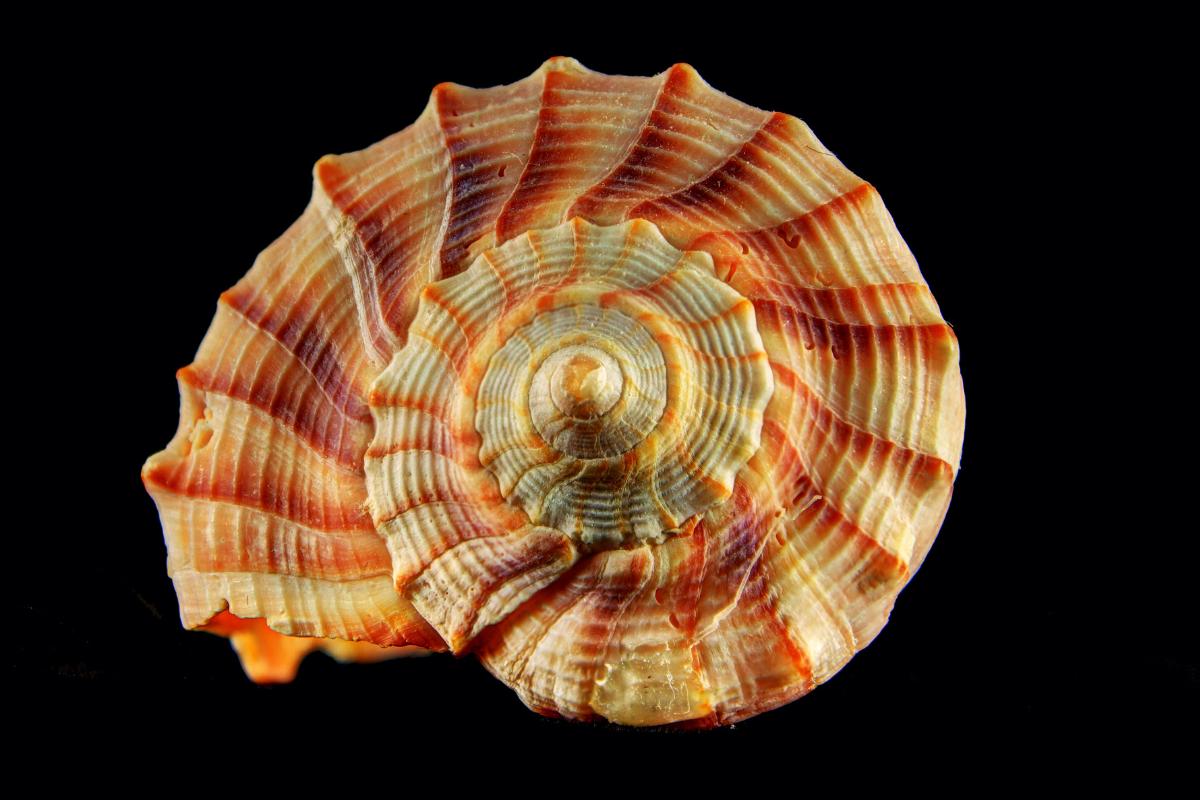 Gastropods: What They Are, Key Characteristics, Functions & Examples