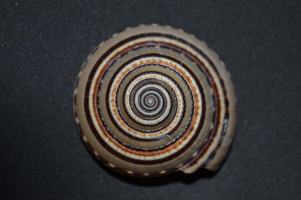 Gastropods: What They Are, Key Characteristics, Functions & Examples