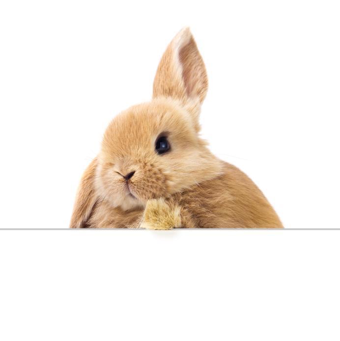 Caring for a Dwarf Rabbit