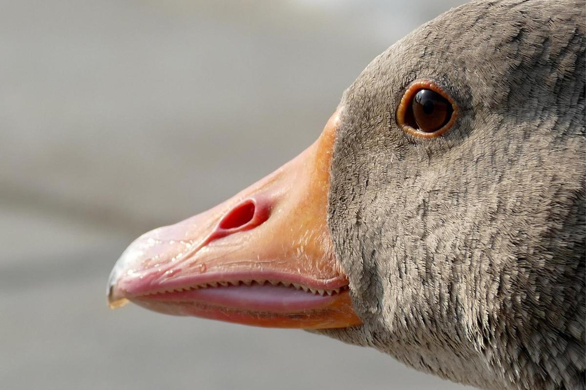 How Do Birds Breathe? - Bird Respiration Explained