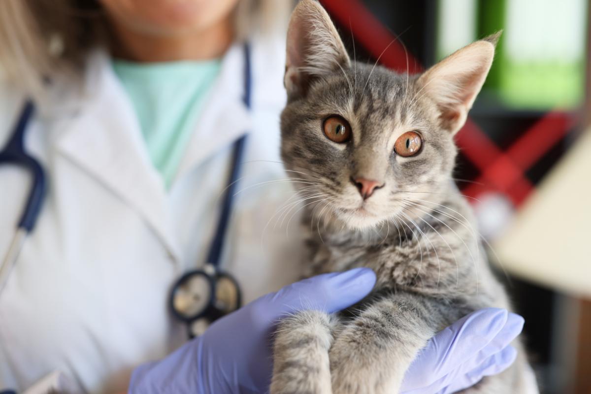How High Can a Cat Fall Without Injury? - Safe Falling Heights for Cats