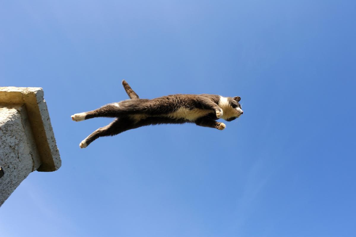How High Can a Cat Fall Without Injury? - Safe Falling Heights for Cats