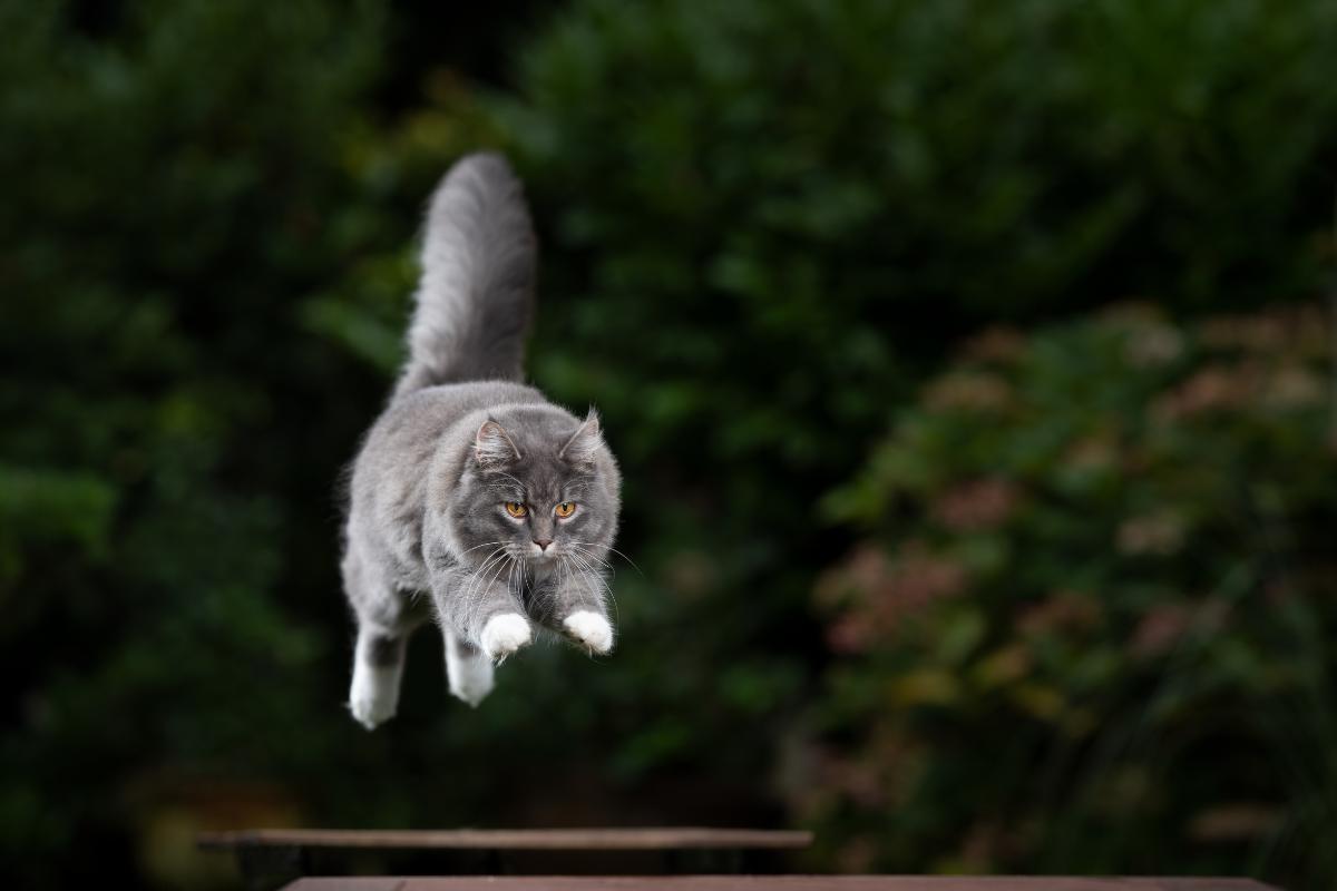 How High Can a Cat Fall Without Injury? - Safe Falling Heights for Cats