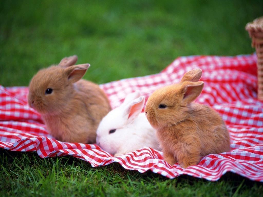 Caring for a Dwarf Rabbit
