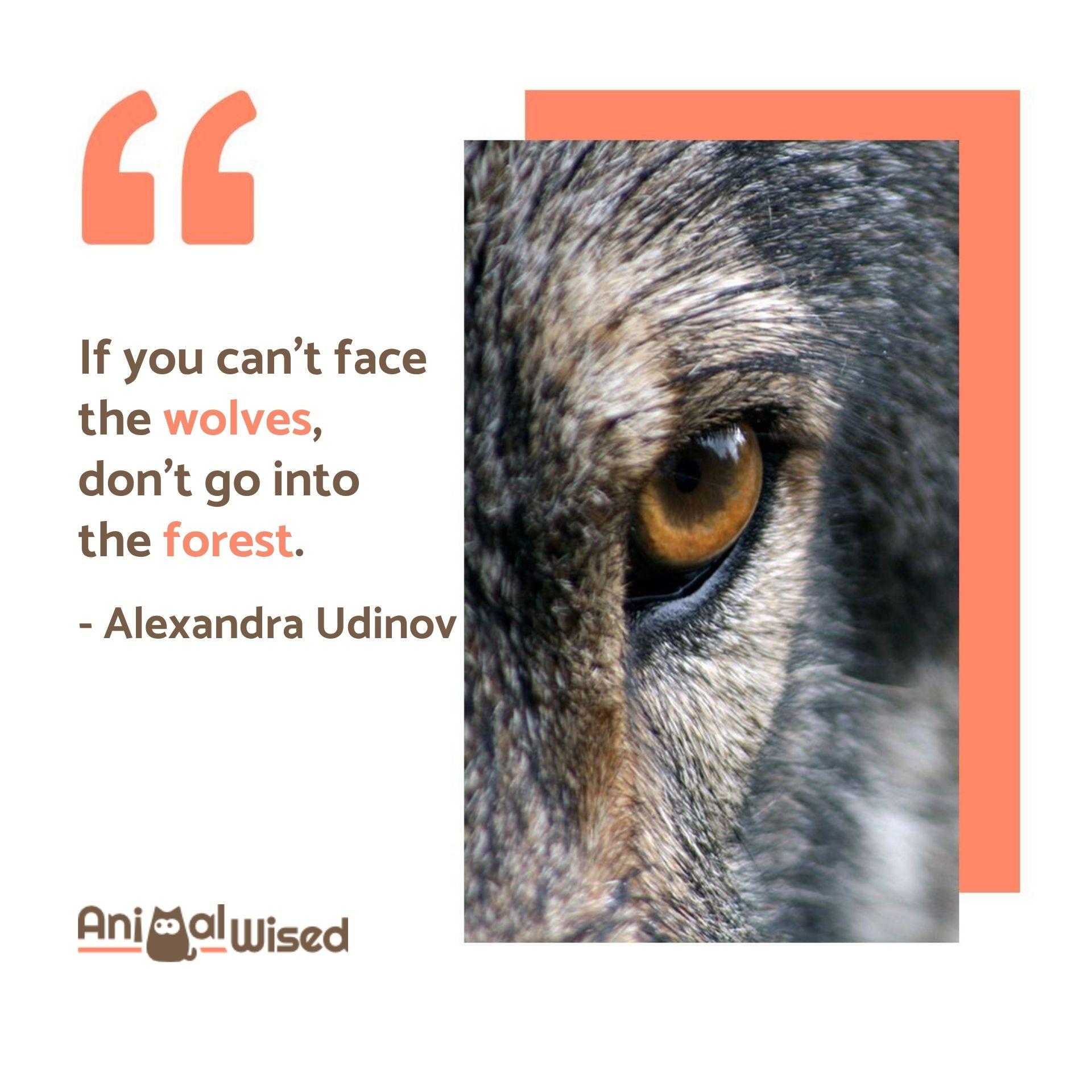 100+ Wolf Quotes, Sayings and Proverbs - Quotation About Wolves