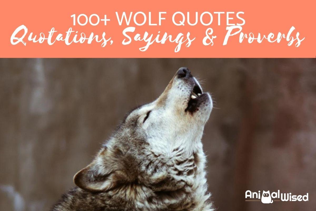 100+ Wolf Quotes, Sayings and Proverbs - Quotation About Wolves