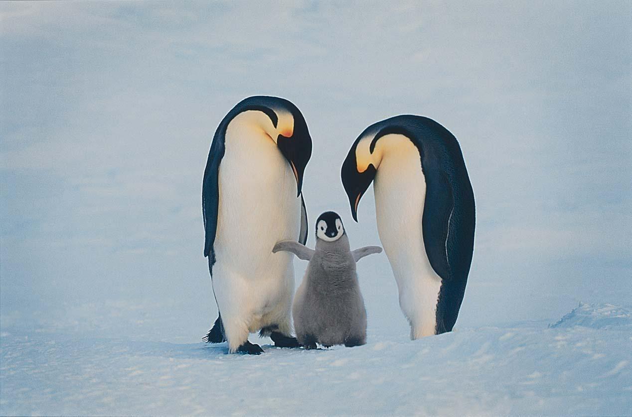 Antarctic Animals Facts - FULL List & PHOTOS!
