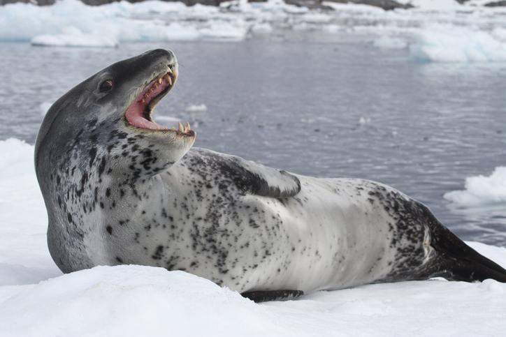 Antarctic Animals Facts - FULL List & PHOTOS!