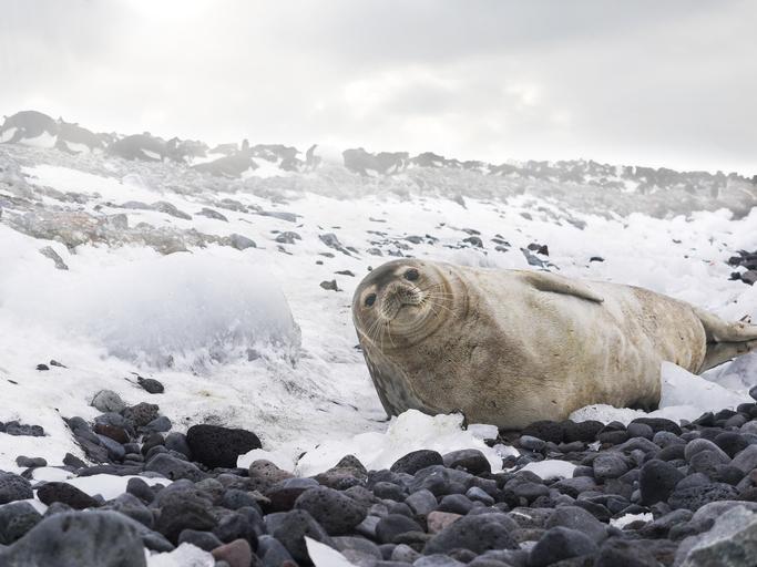 Antarctic Animals Facts - FULL List & PHOTOS!
