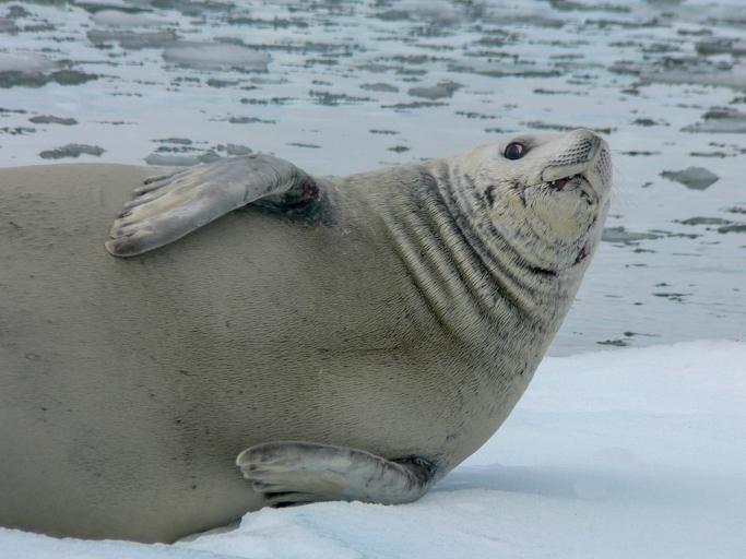 Antarctic Animals Facts - FULL List & PHOTOS!