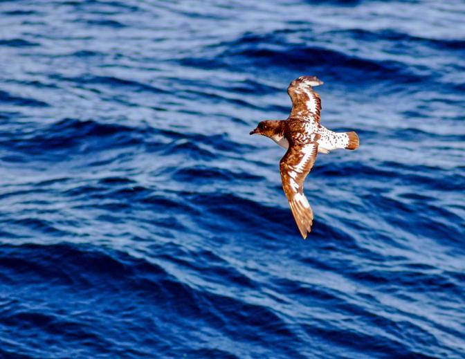 Antarctic Animals Facts - FULL List & PHOTOS!