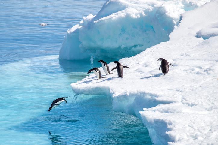 Antarctic Animals Facts - FULL List & PHOTOS!