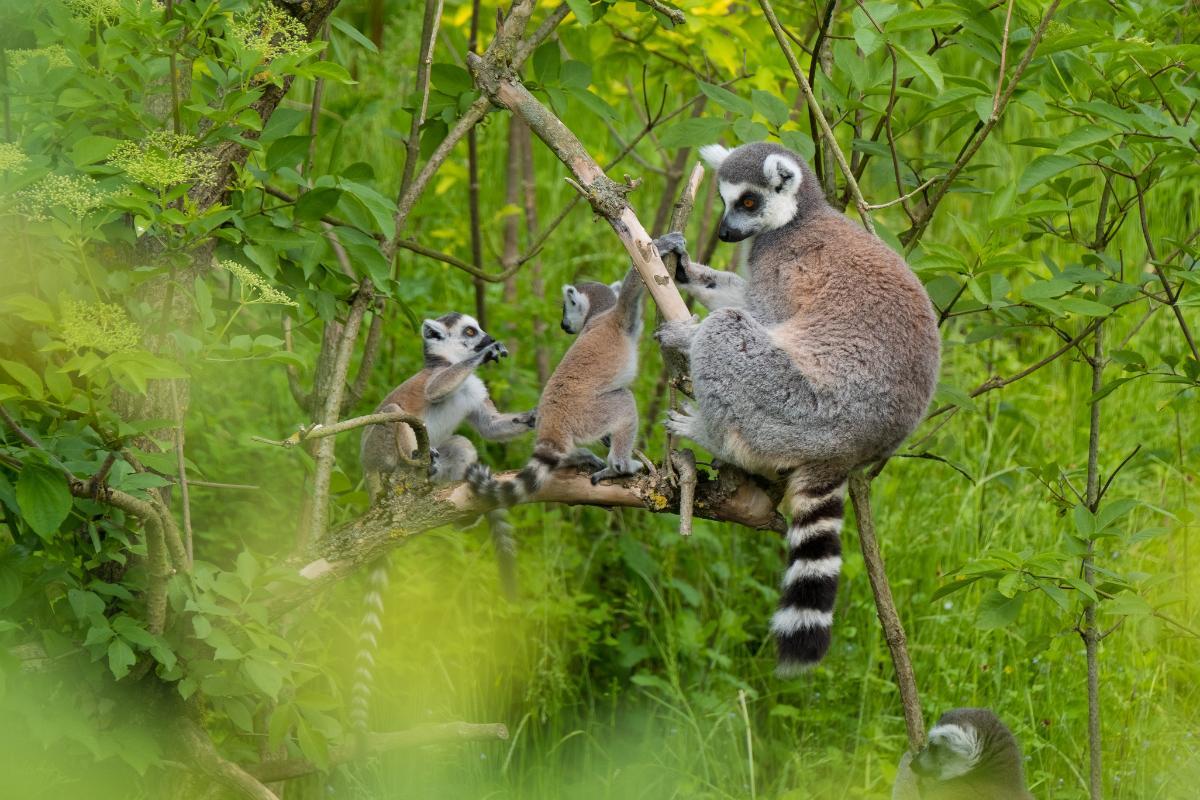 What Kind of Animal Is King Julien in Real Life? - The Ring-Tailed Lemur