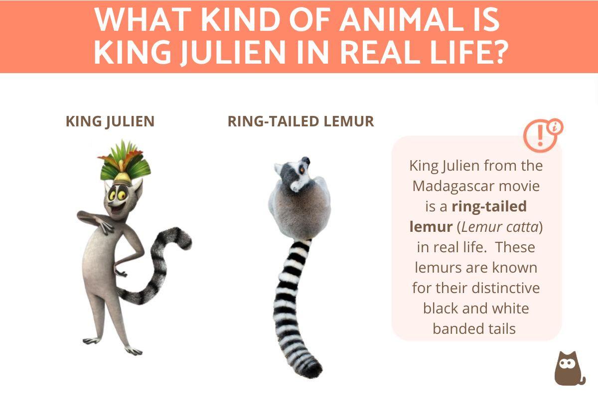 What Kind of Animal Is King Julien in Real Life? - The Ring-Tailed Lemur