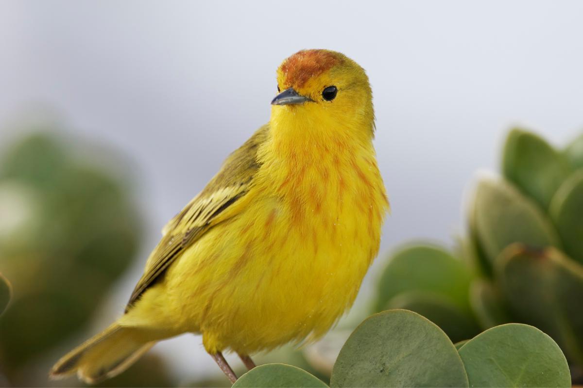 20 Types of Mexican Birds That Migrate - With Photos