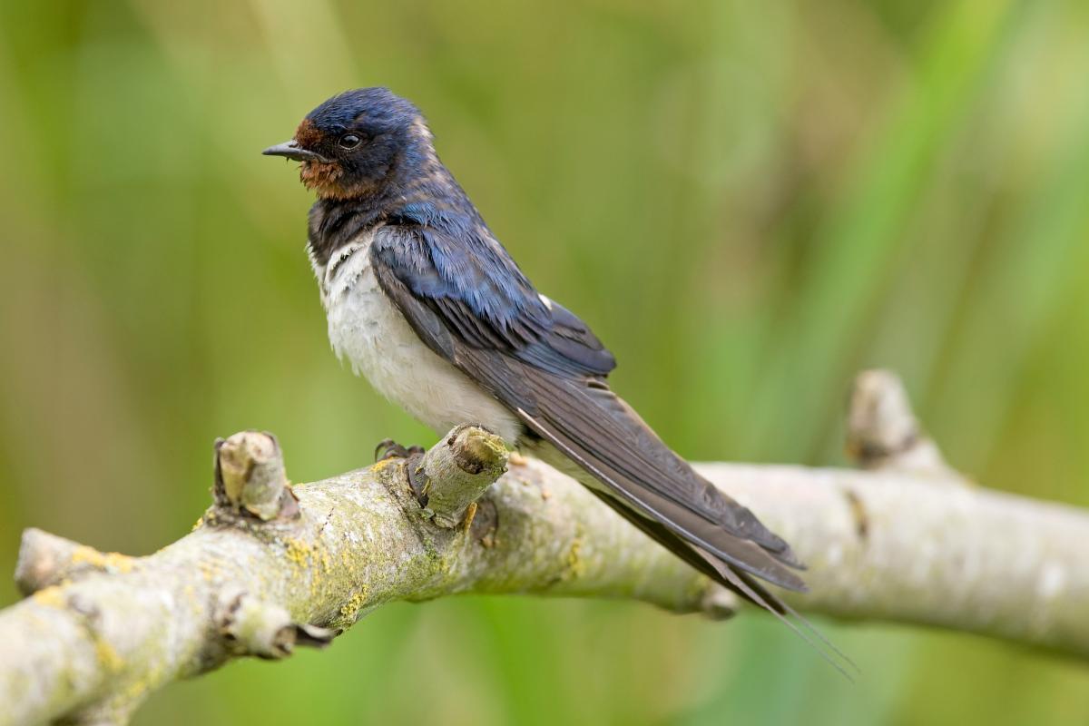 20 Types of Mexican Birds That Migrate - With Photos